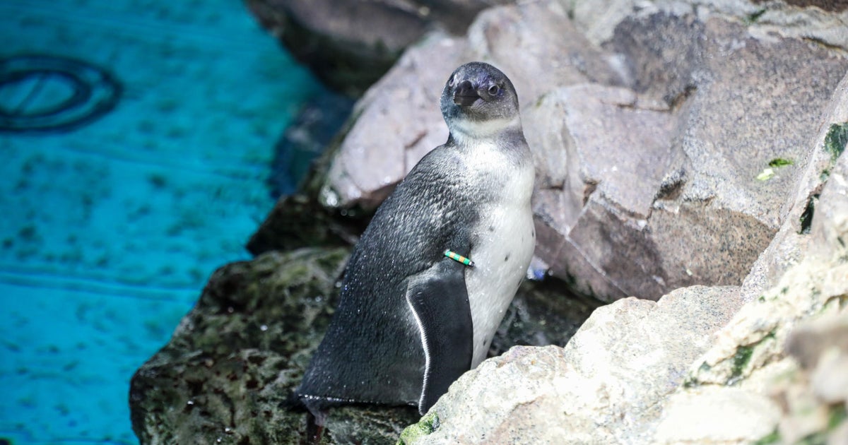 New England Aquarium debuts new African penguin chick - CBS Boston