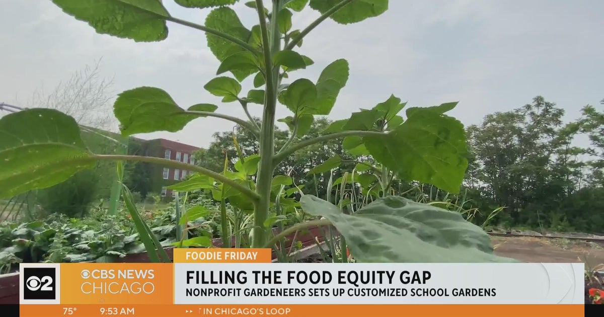 Foodie Friday: Gardeneers seek to fill food equity gap - CBS Chicago