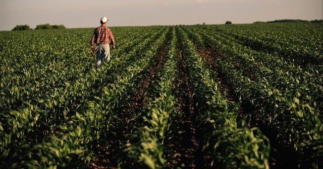 How labor shortages are impacting farmers - CBS News