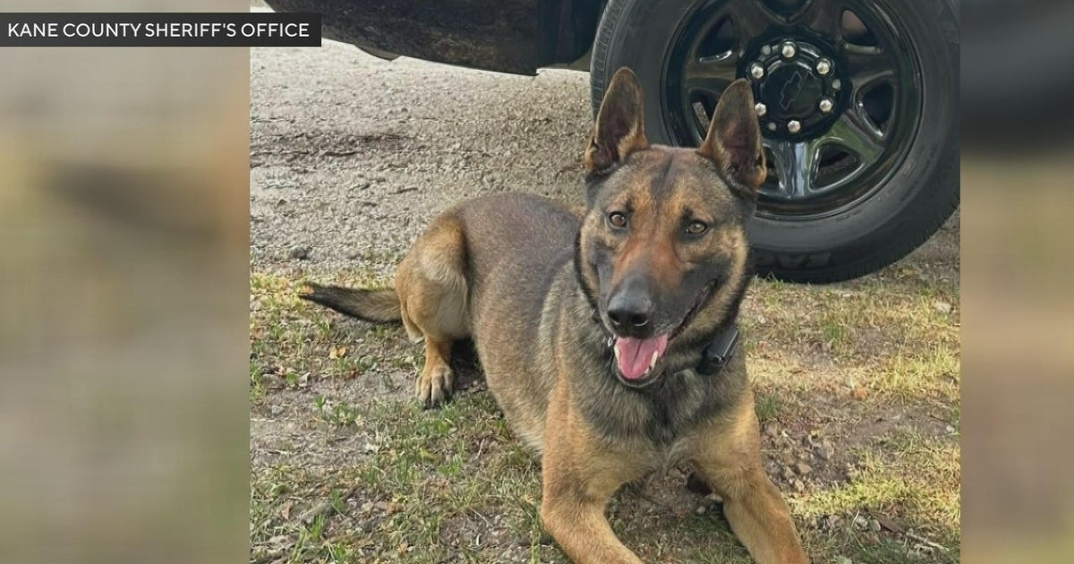 New Kane County Sheriff's K9 helps track suspects in Montgomery - CBS ...
