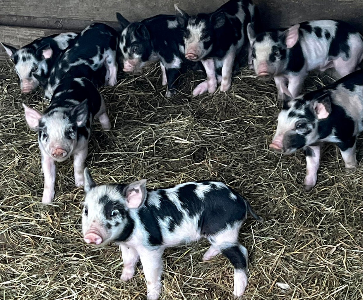 Endangered Ossabaw Island hogs born at Davis Farmland in Sterling - CBS ...