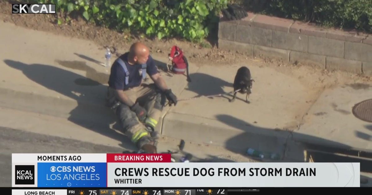 Firefighters rescue dog trapped in a Whittier storm drain - CBS Los Angeles