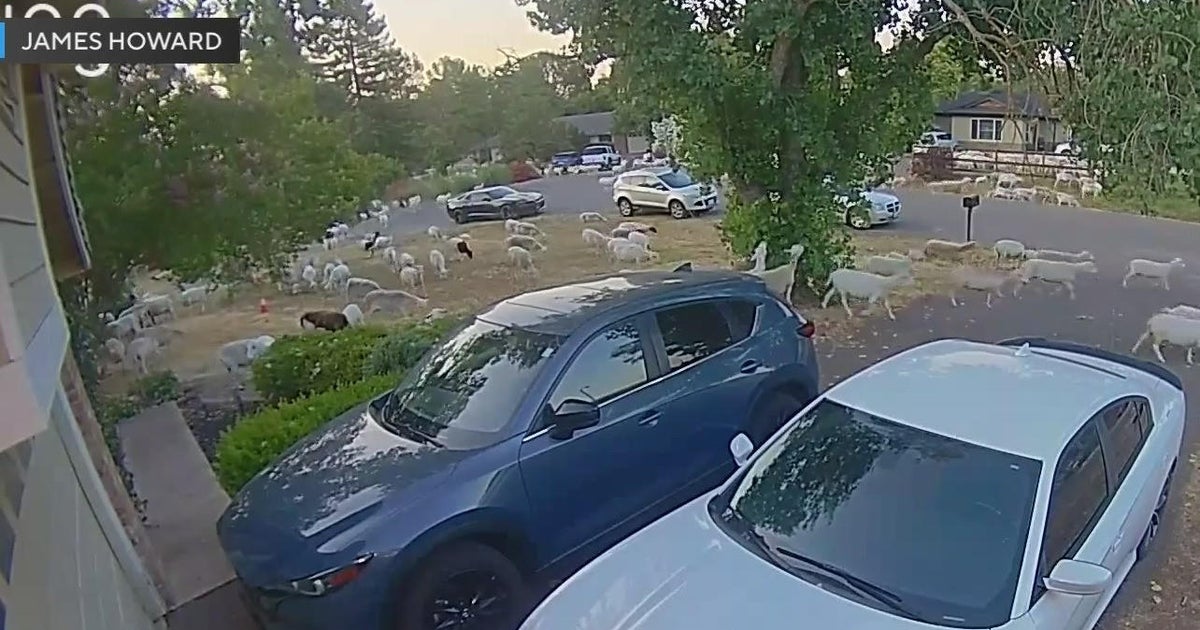 Home video captures goats on the run through Elverta neighborhood - CBS ...
