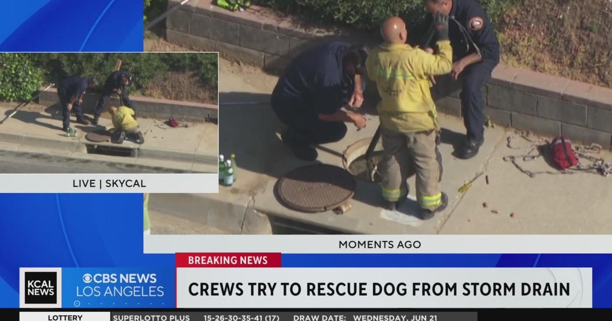 Firefighters use hot dogs to rescue actual dog that fell into storm drain - CBS Los Angeles