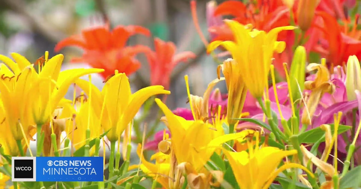 Historic drought has Twin Cities growers and gardeners improvising ...
