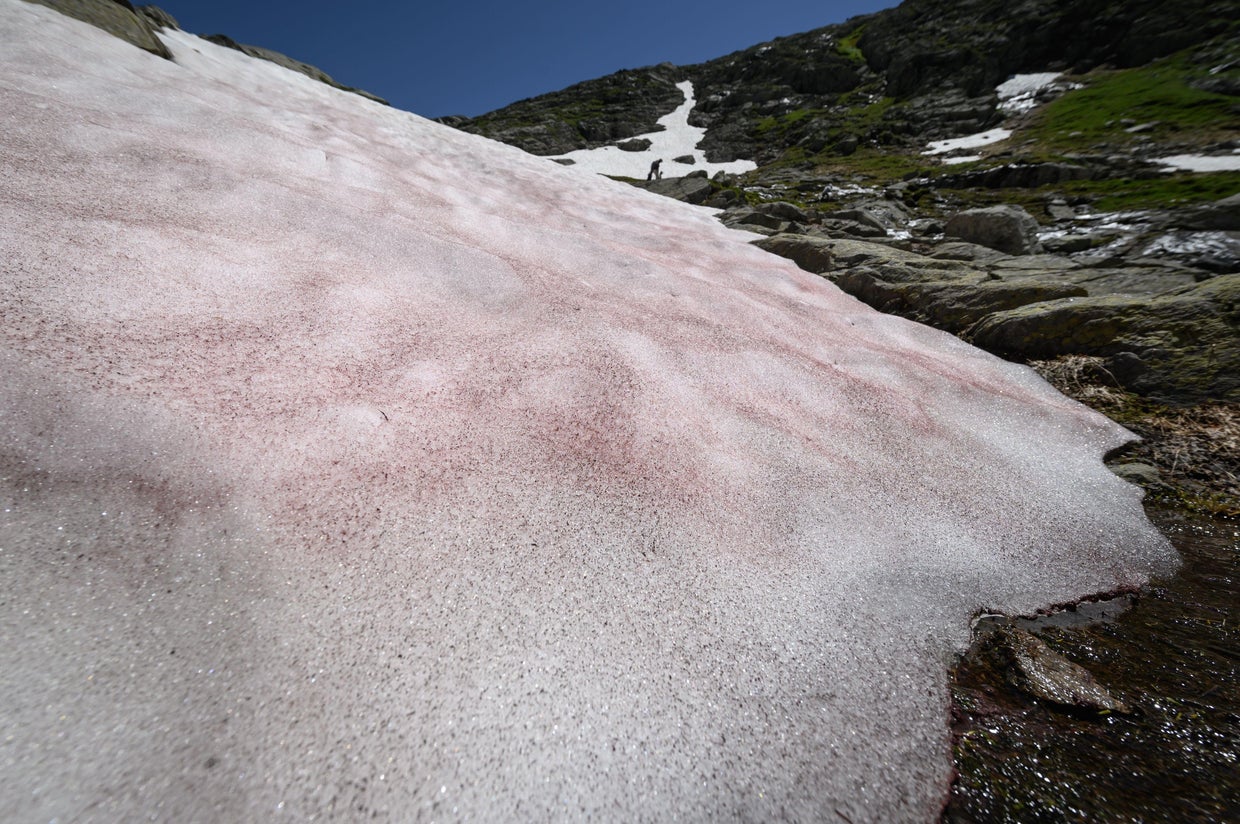 What is watermelon snow? Phenomenon turns snow in Utah pink - CBS News