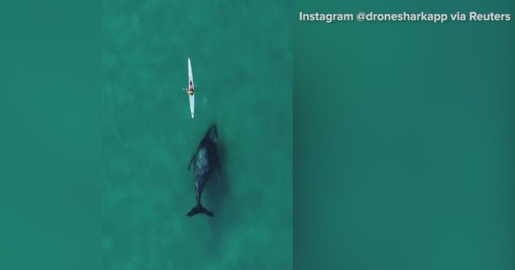 Drone captures curious humpback whale near kayaker - CBS Philadelphia