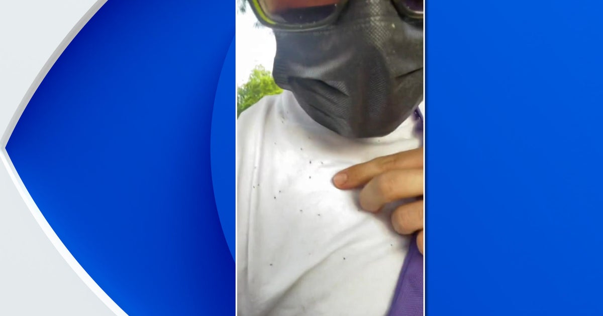 They're "gnot" gnats! Swarms of aphids in NYC bugging New Yorkers - CBS ...