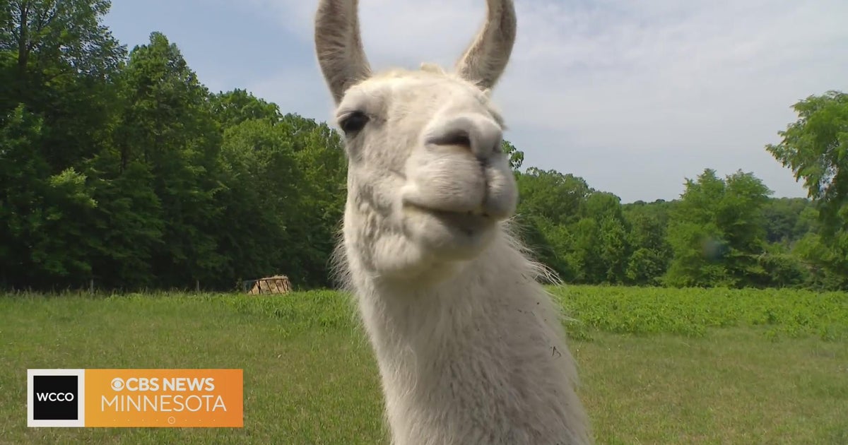 Get up close with animals at Gale Woods Farm - CBS Minnesota