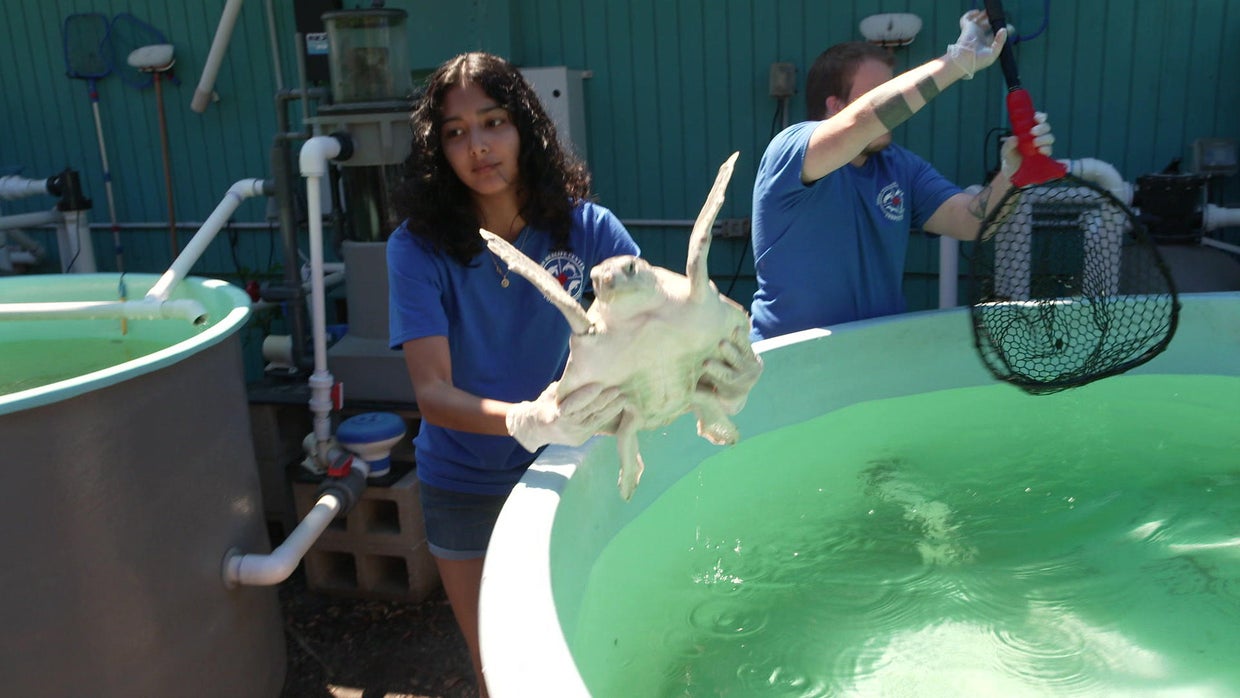 Helping endangered sea turtles, by air - CBS News
