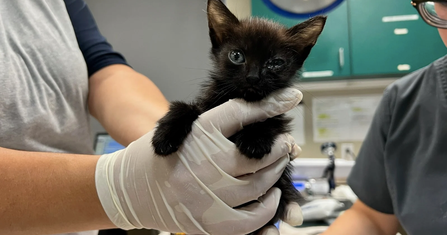 Animal welfare workers rescue 38 cats from trailer in Pasadena - CBS ...