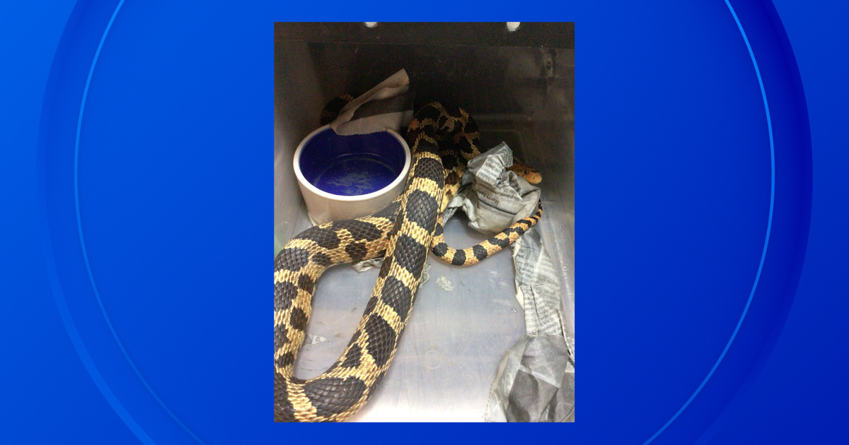 Police recover snake at Detroit gas station - CBS Detroit