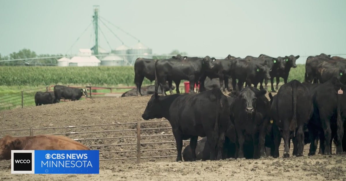 New report shows how cows can be part of climate change solutions - CBS ...
