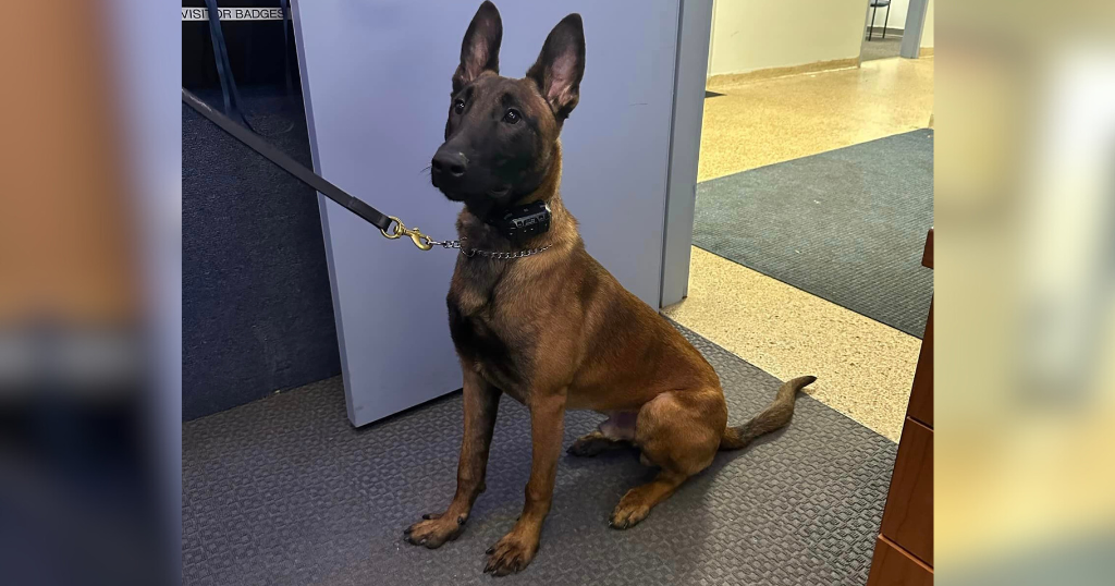 North Huntingdon police get new K-9 - CBS Pittsburgh