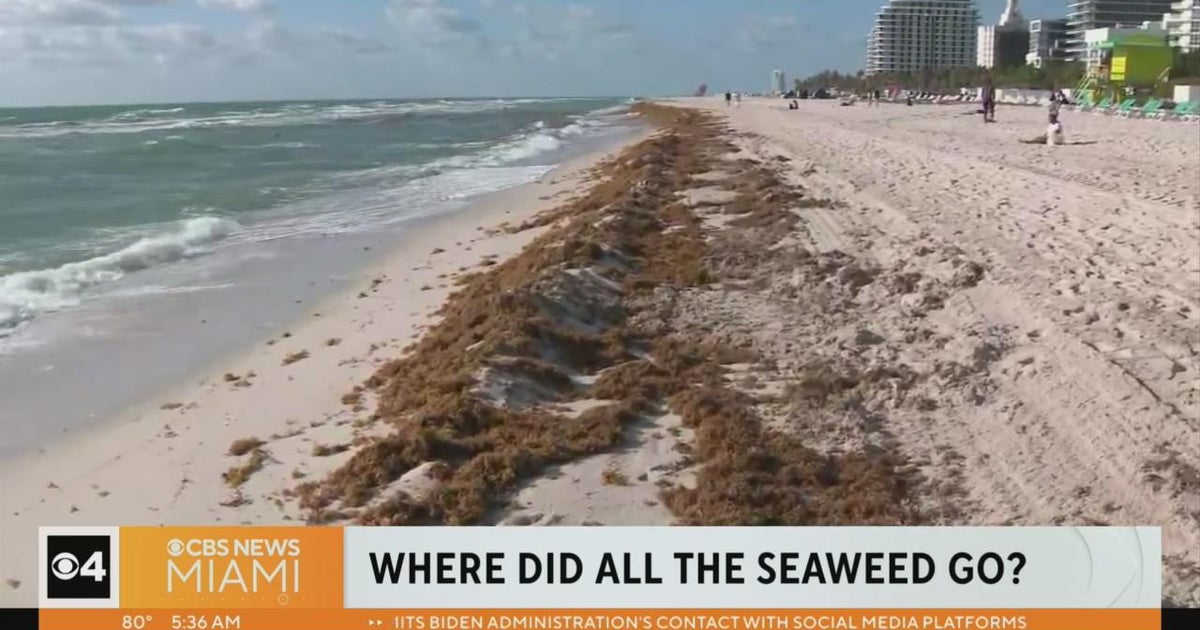 Sargassum seaweed threat to Florida beaches gone - CBS Miami