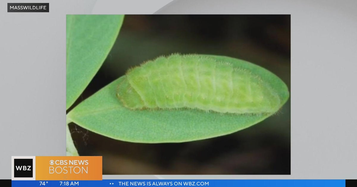 Rare caterpillar found in western Massachusetts - CBS Boston