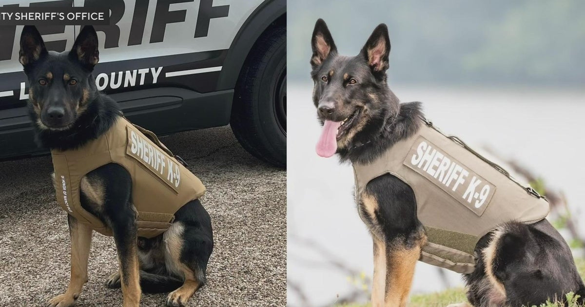 2 Lake County Sheriff's K9s sporting new bulletproof vests - CBS Chicago