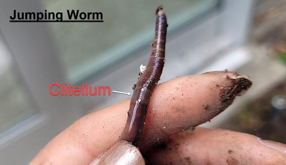 Be on the lookout for "earthworms on steroids" that jump a foot in the air and shed their tails ...