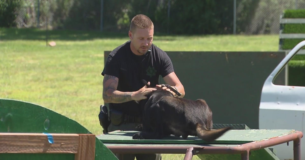 Jefferson County Sheriff's Office welcomes 2 new K9 deputies "Rico" and ...
