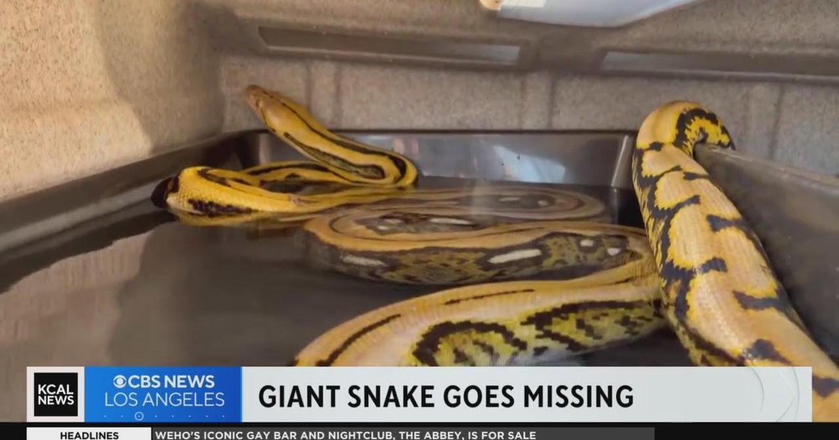 Chatsworth family desperately searching for "Big Mama," beloved 15-foot ...