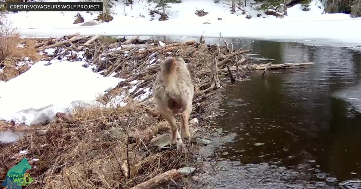 VIDEO: Rare glimpse at wolves hunting a beaver in northern Minnesota ...