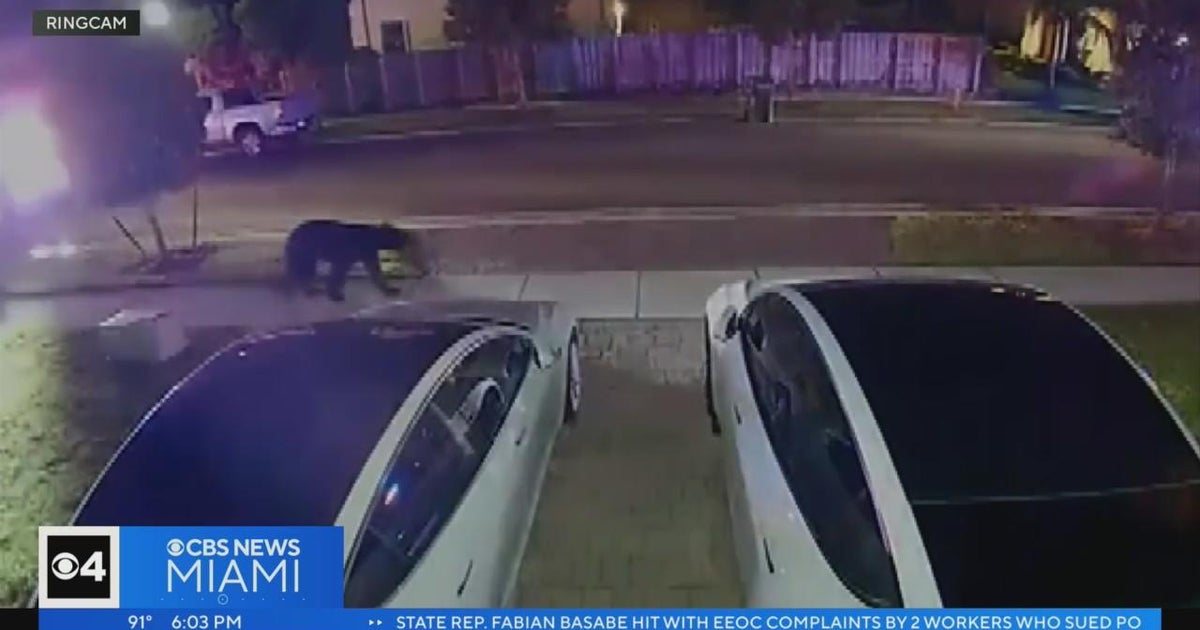Bear spotted in Homestead. Here's what to do if you encounter one - CBS ...