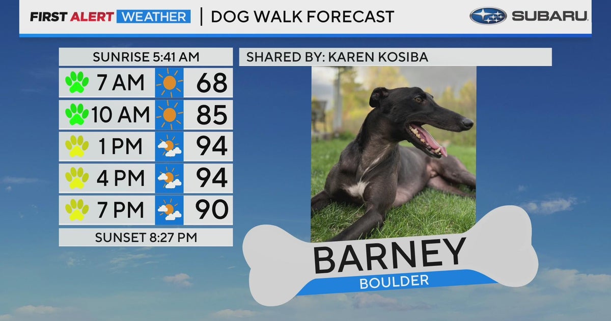 Barney joins Dog Walk Forecast - CBS Colorado
