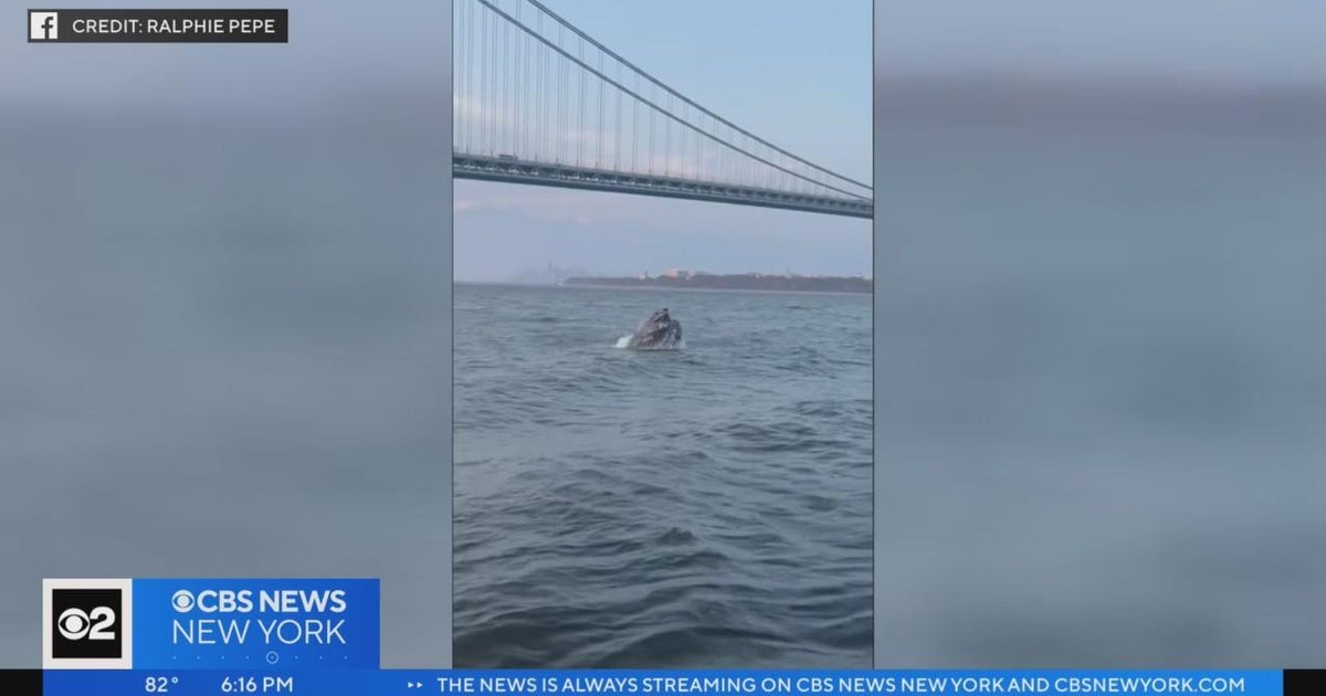 See it: Man spots whale breaching under Verrazzano-Narrows Bridge - CBS ...
