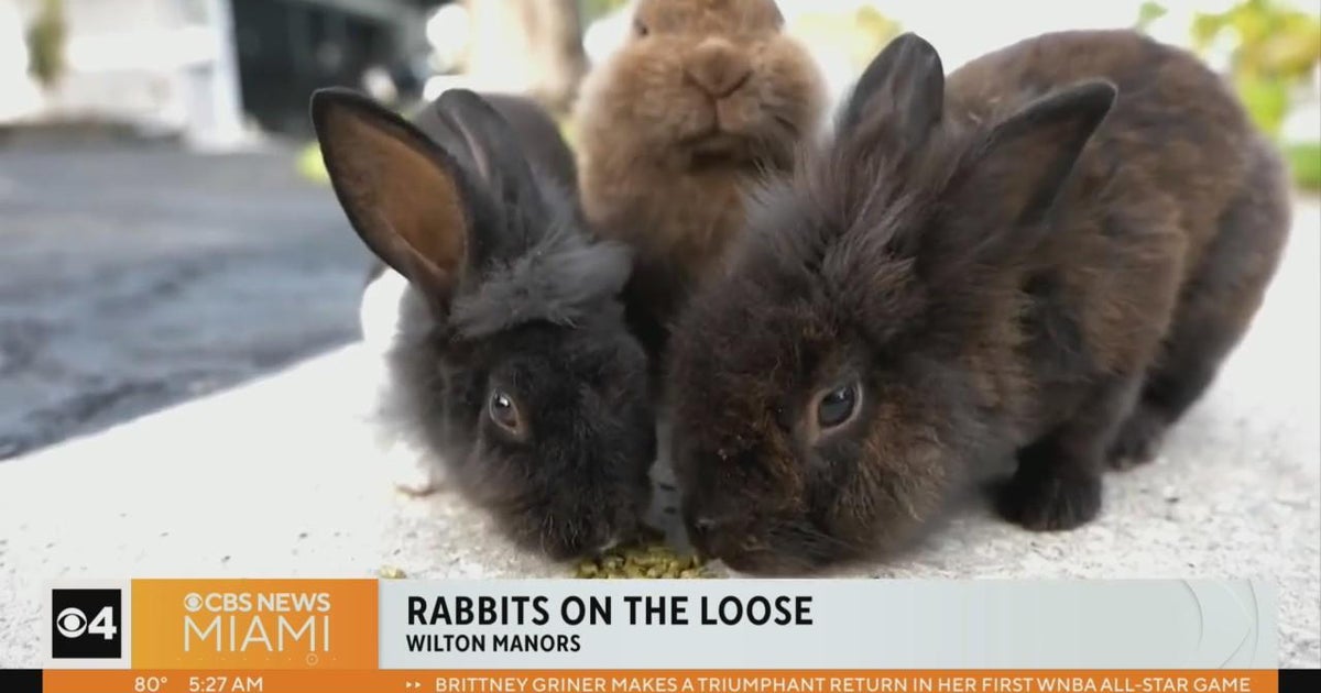 Wilton Manors neighborhood having to deal with growing group of rabbits ...