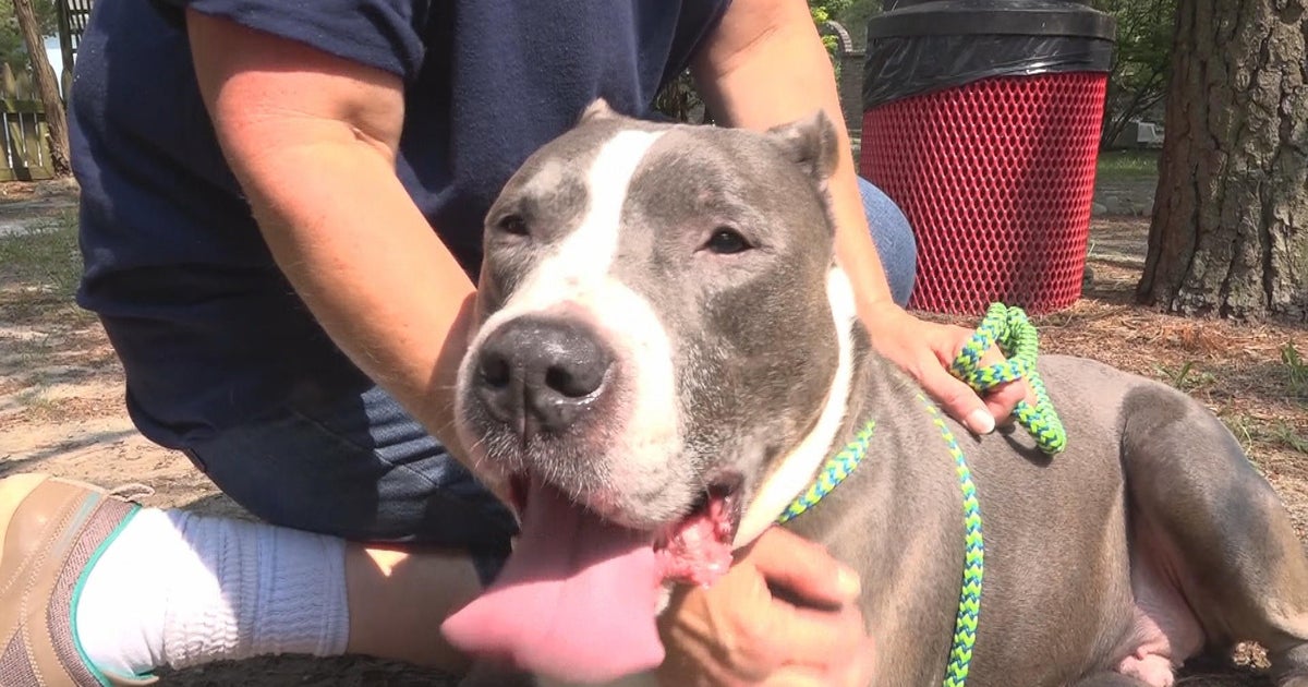 Meet Carlos, the Ocean County shelter dog looking for a new home - CBS ...