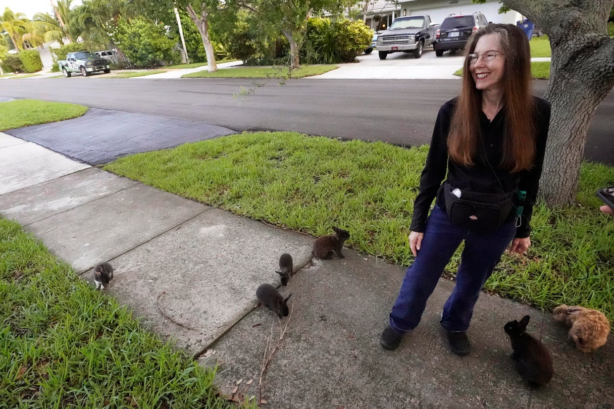 Florida community hopping with dozens of rabbits in need of rescue ...