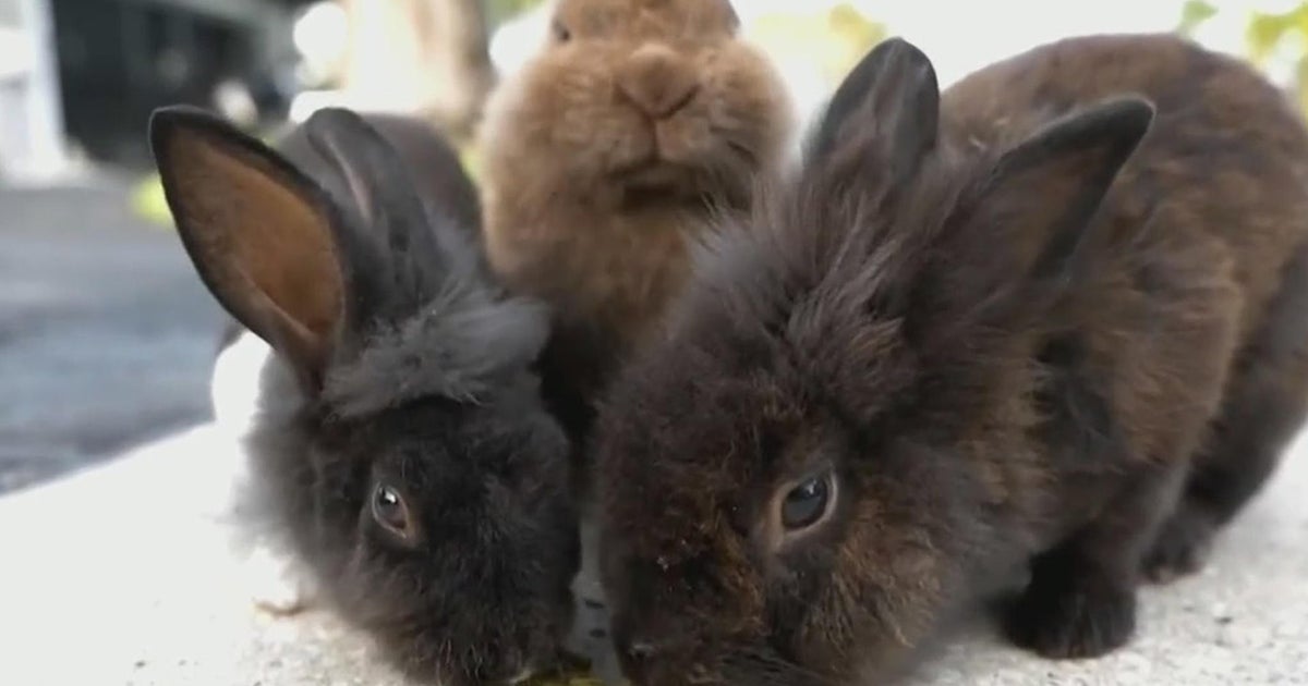 Wilton Manors having to deal with growing group of rabbits - CBS Miami
