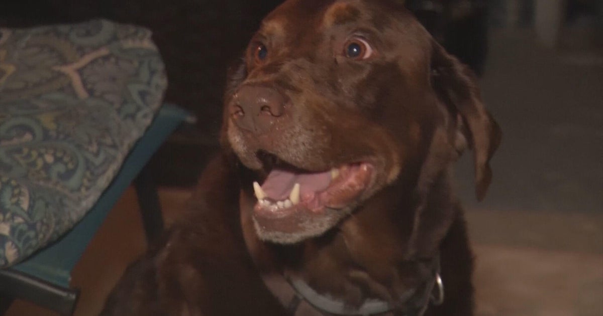 Meet the dog who helped capture escaped inmate Michael Burham - CBS ...
