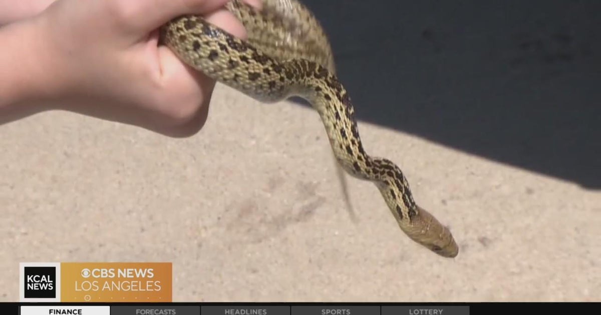 A wildlife relocator uses science and art in his profession - CBS Los ...