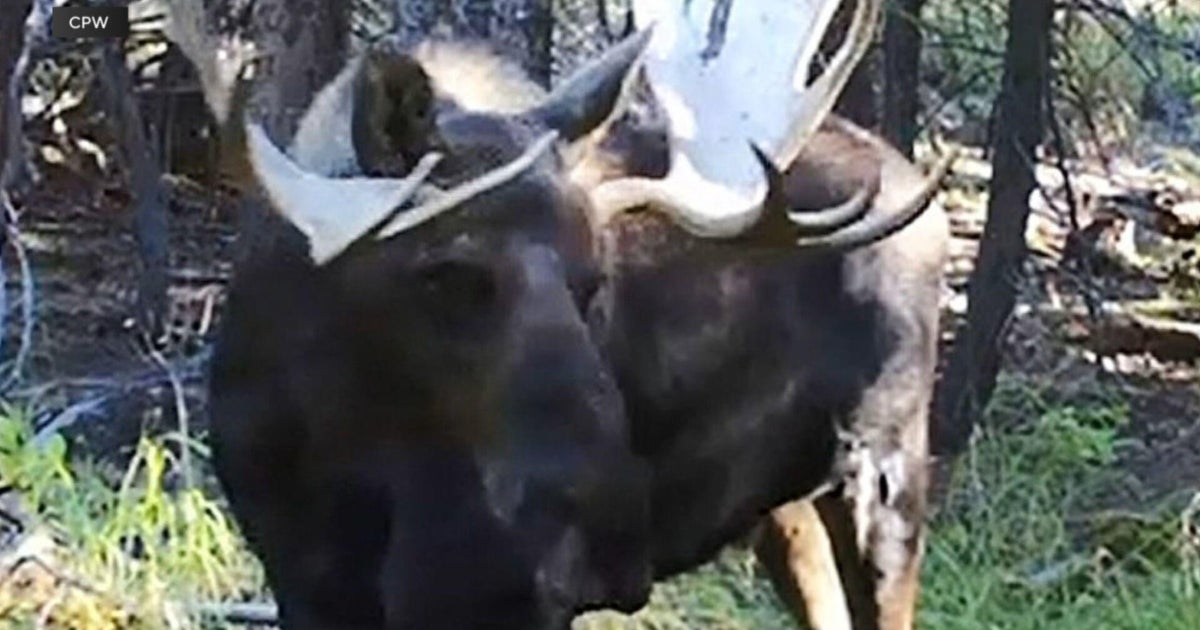 Public helps CPW capture, charge man in moose killing investigation ...