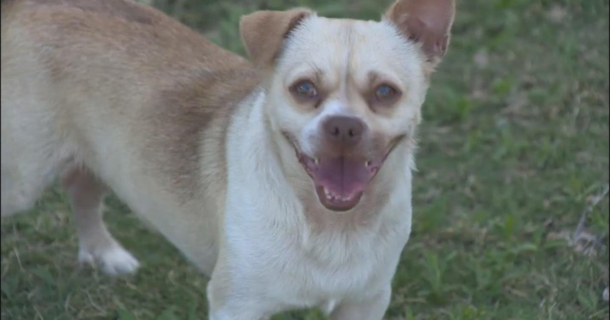 288 dogs waiting to be adopted at Orange County Animal Care - CBS Los ...