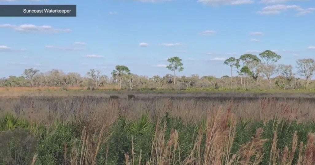 Why Delaware wetlands are at higher risk for pollution - CBS Philadelphia