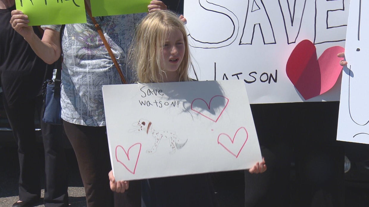 Protest held over dog that bit child in the face - CBS Colorado