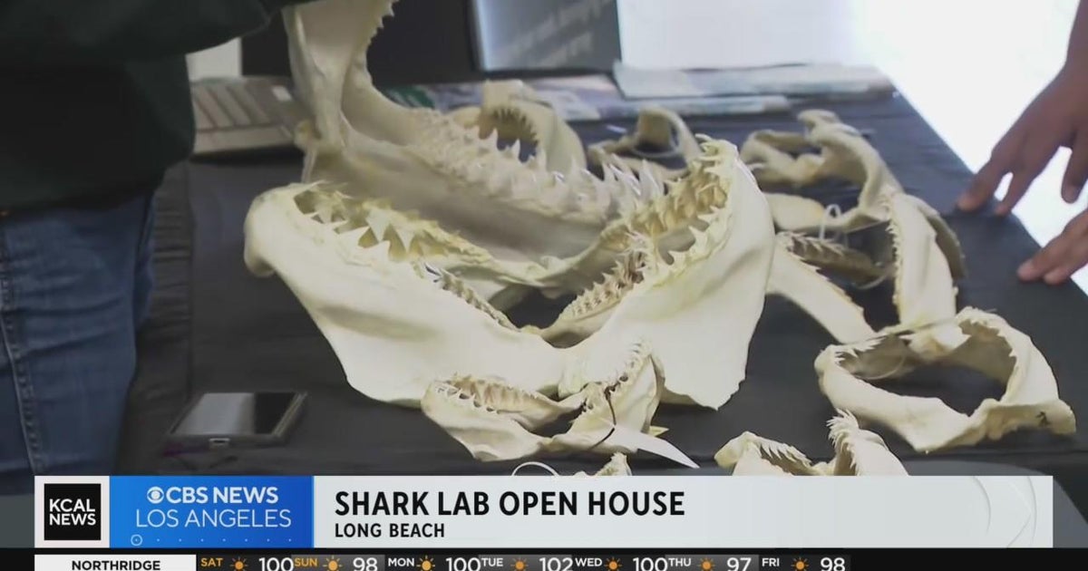 Cal State Long Beach Shark Lab hosts open house - CBS Los Angeles