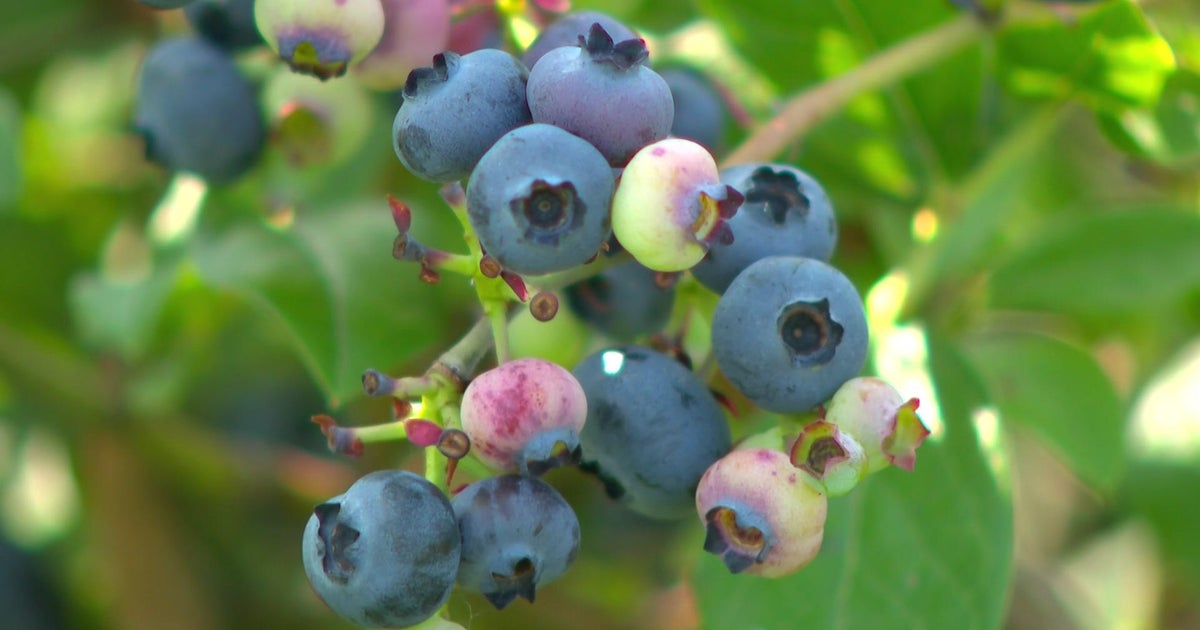 Heat wave may be the final straw for struggling blueberry fields in ...