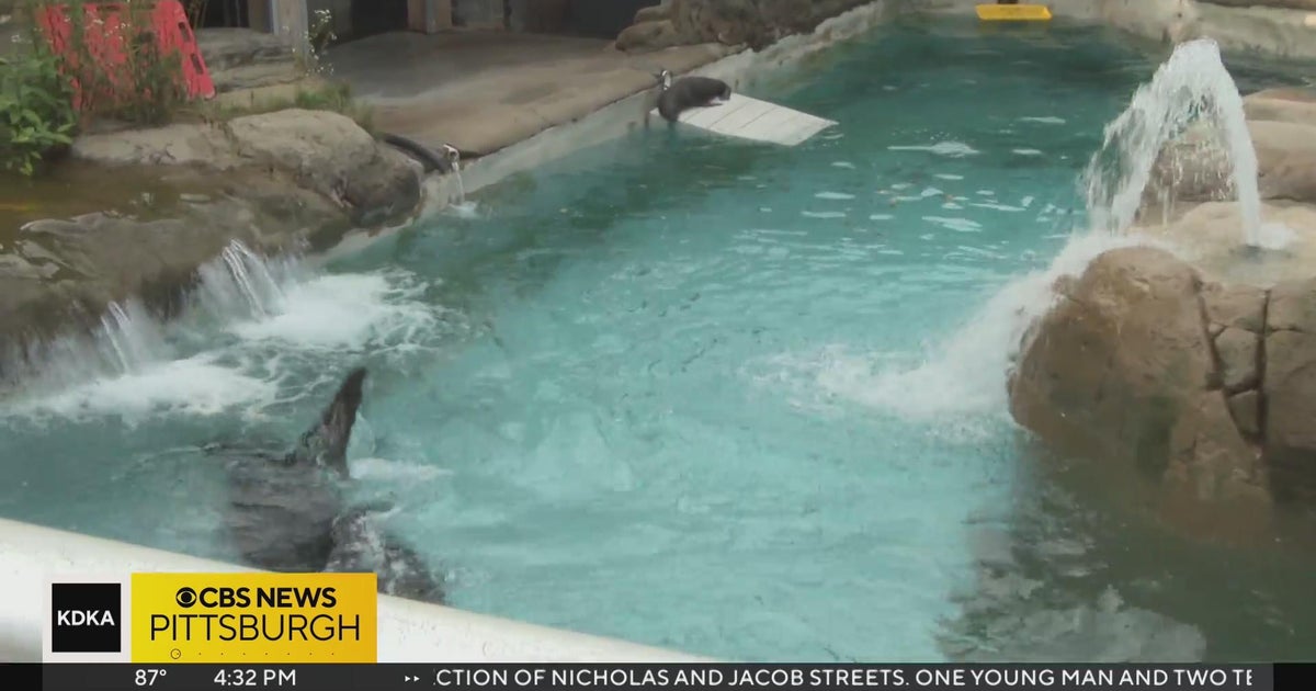 Animals staying cool at zoo during extreme heat - CBS Pittsburgh