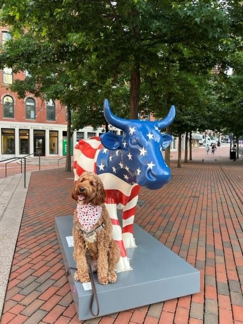 Jimmy Fund Cow Parade inspires photo journey for Melrose woman and her ...