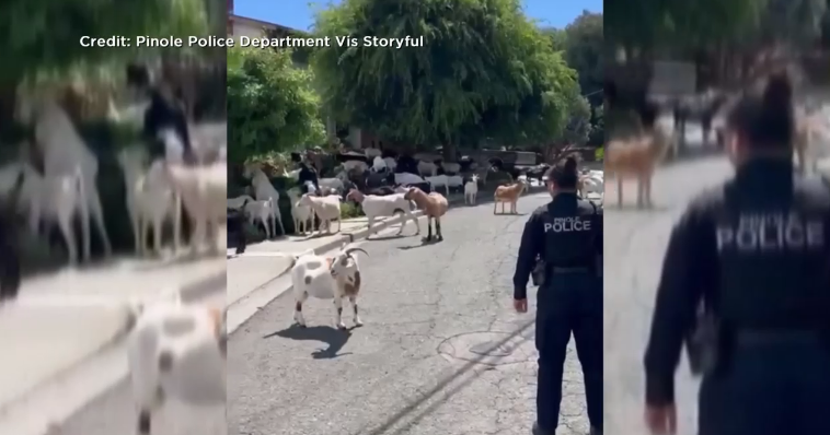 Escaped goats takeover over neighborhood in Bay Area - CBS Los Angeles