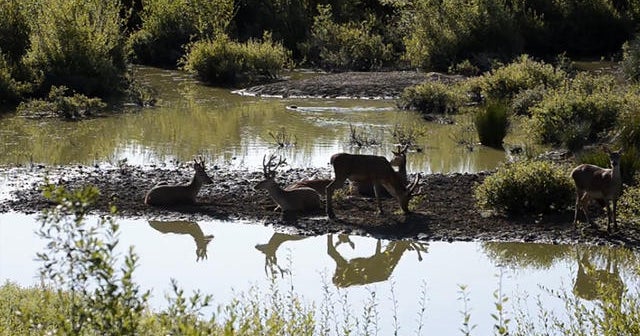 Rewilding: Letting nature take over - CBS News