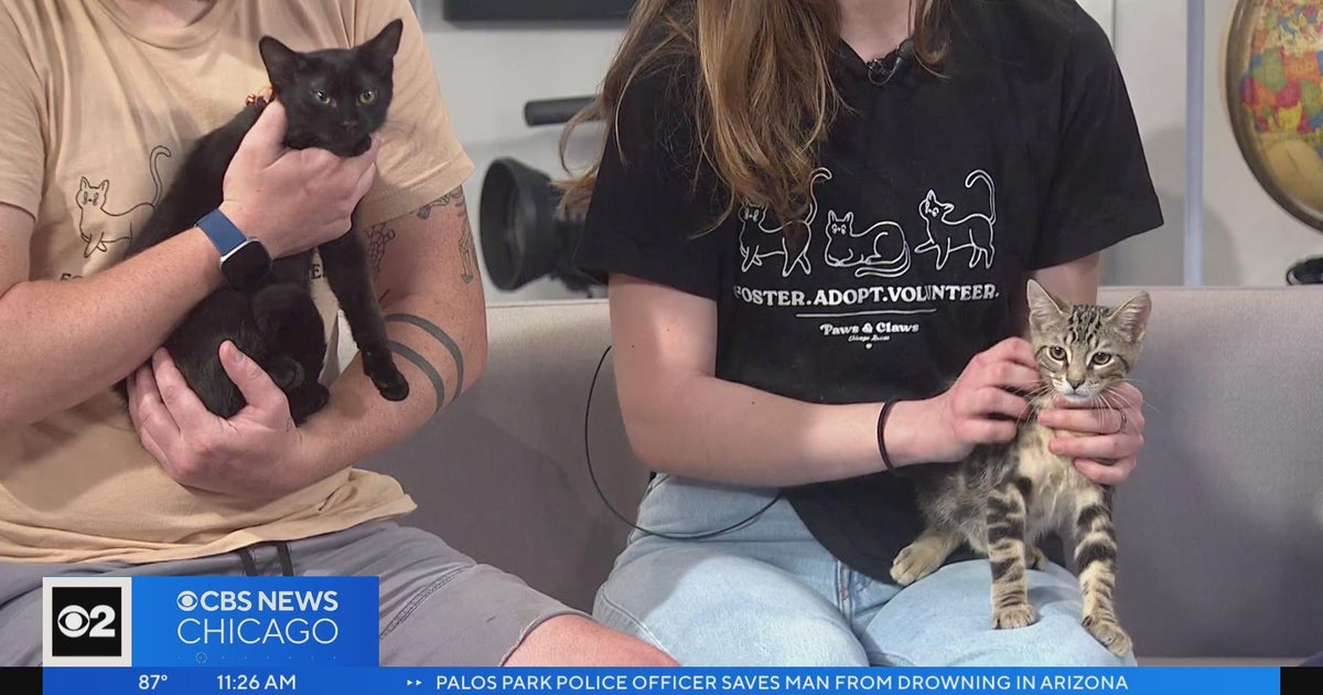 Pet Rescue Spotlight: Paws and Claws Cat Rescue - CBS Chicago