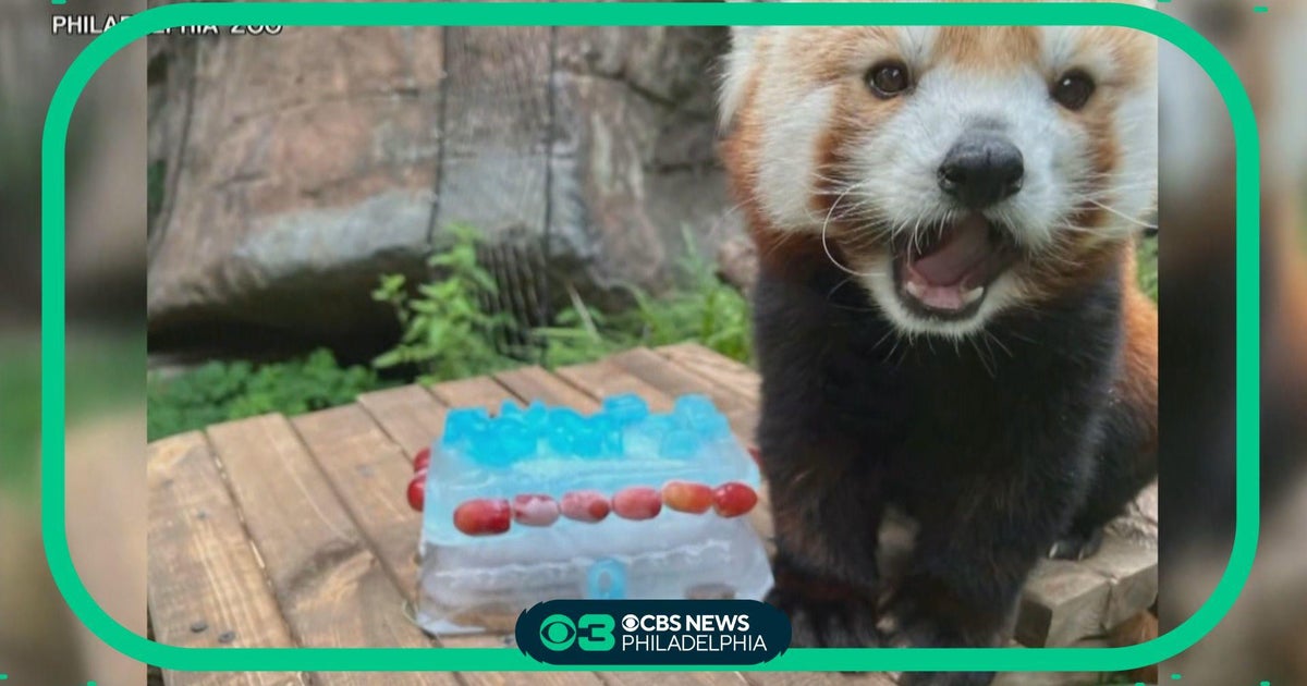 How Philadelphia Zoo animals are beating the heat wave - CBS Philadelphia