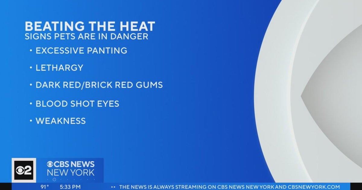 Vet shares tips on how to keep pets safe during dangerous temperatures ...