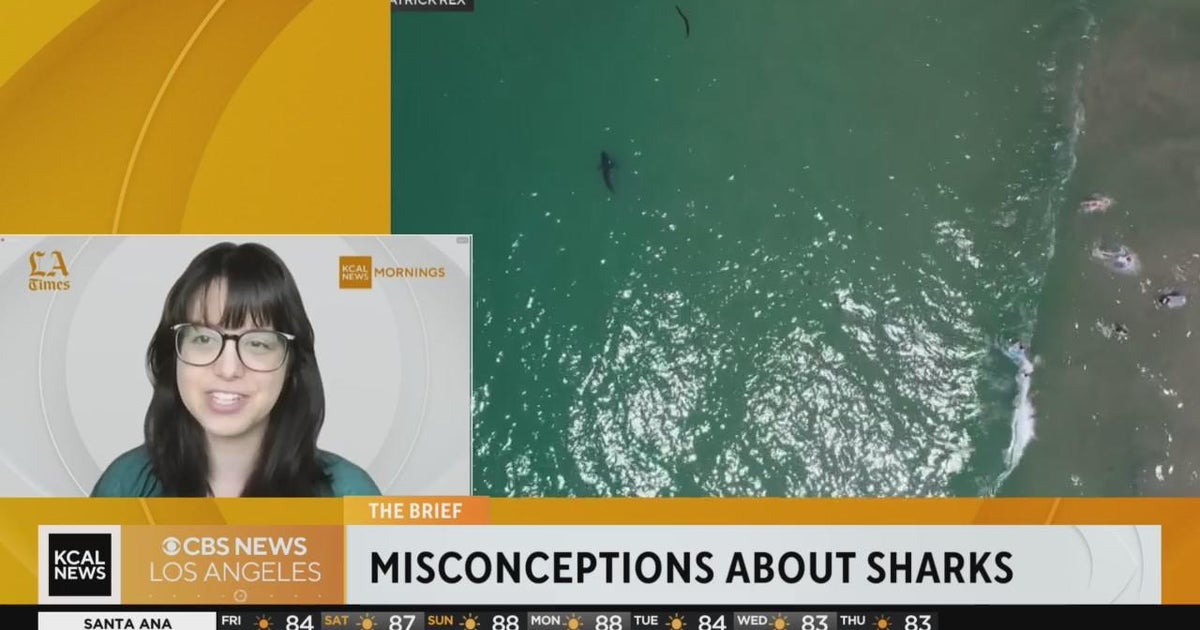 The Brief: Shark misconceptions - CBS Los Angeles