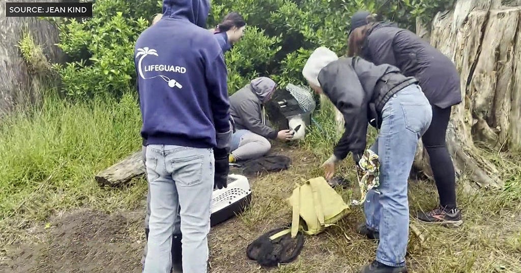 Abandoned rabbits rescued from San Francisco park - CBS San Francisco