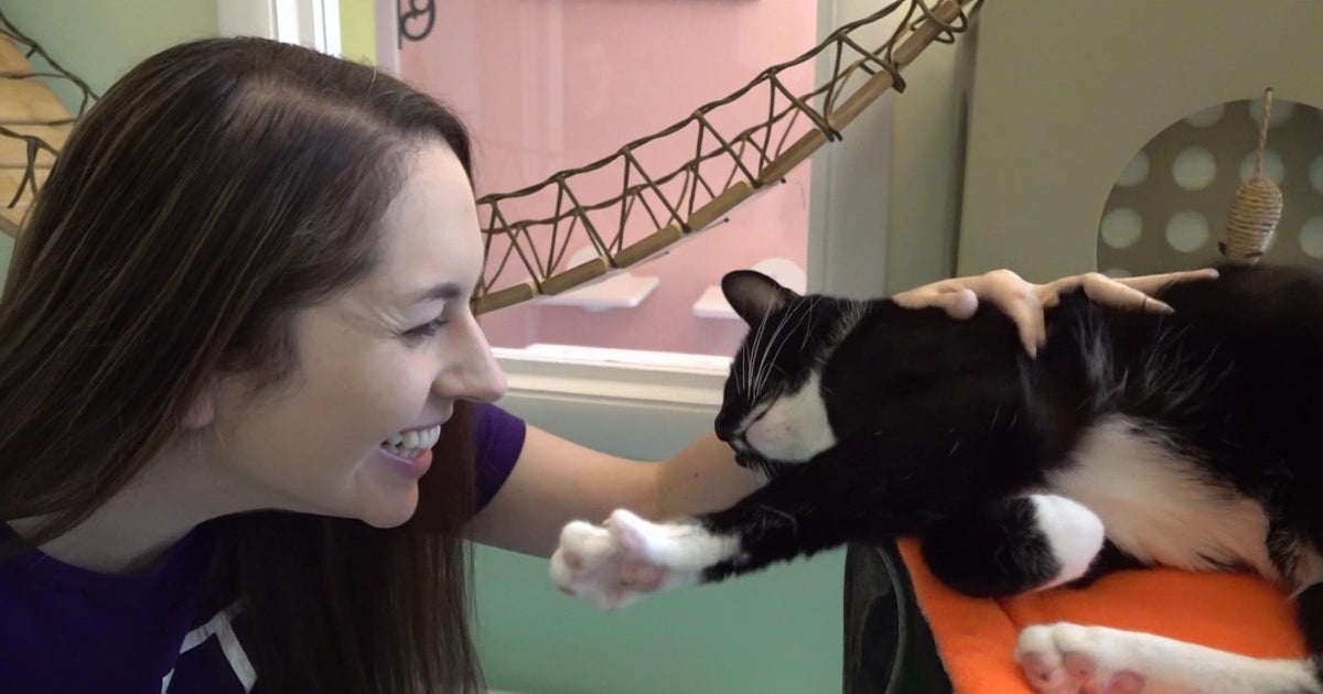 Happy Cat Hotel and Spa takes pet boarding to next level in Westchester ...